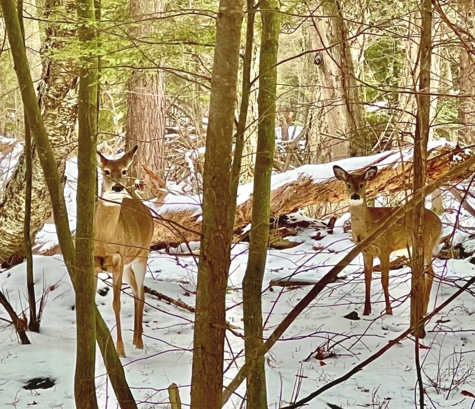 Oh deer | News, Sports, Jobs - The Mining Journal